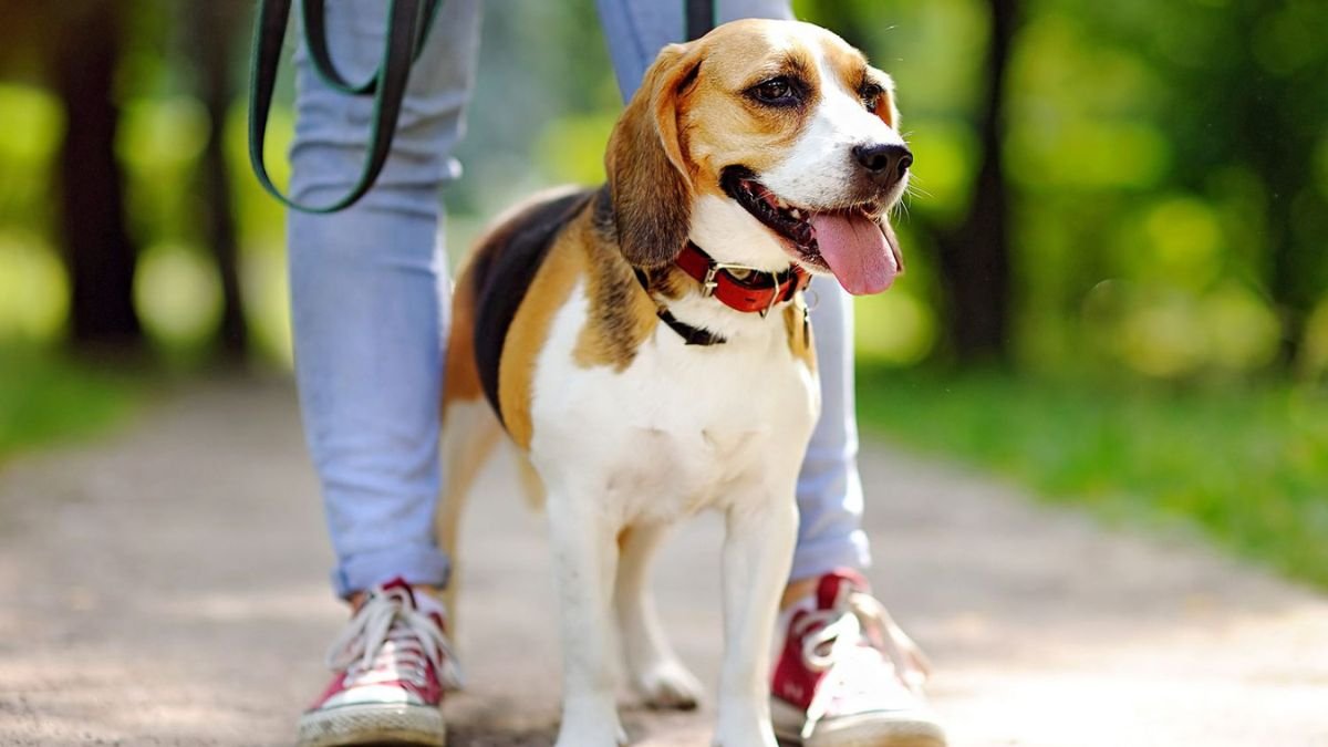 These 6 Super-Friendly Dog Breeds Love Humans More Than Treats ...
